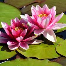 Lotus Thoughts – Divinepersonhood